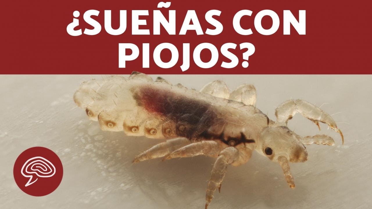 Guía completa: ¿Qué significa soñar con cucarachas gigantes voladoras y ...